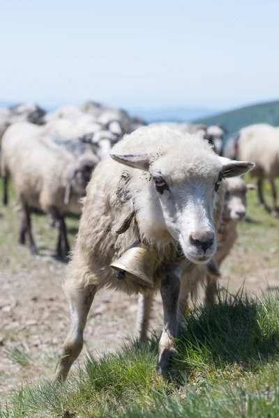 Sheep grazing on the slopes of Ukrainian Carpathians - Stock Image ...