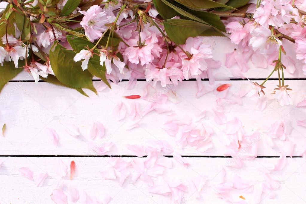 Fresh, romantic, rustic spring background with cherry flowers petals ...