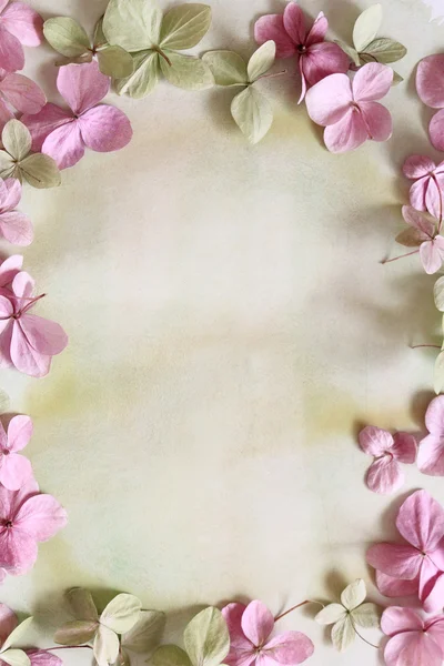 Subtle artistic floral background with hortensia flowers Stock Photo by ...