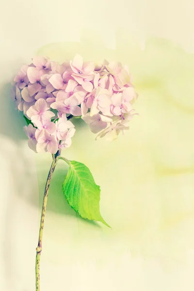 Subtle artistic floral background with hortensia flowers — Stock Photo ...