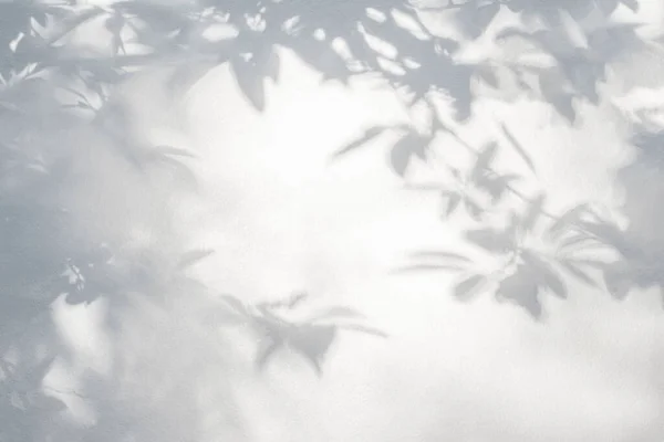 Leaf shadow Images - Search Images on Everypixel