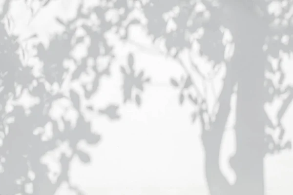 Tree Shadow Leaves Branch Light Shadow Bokeh White Wall Blurred — Stock ...