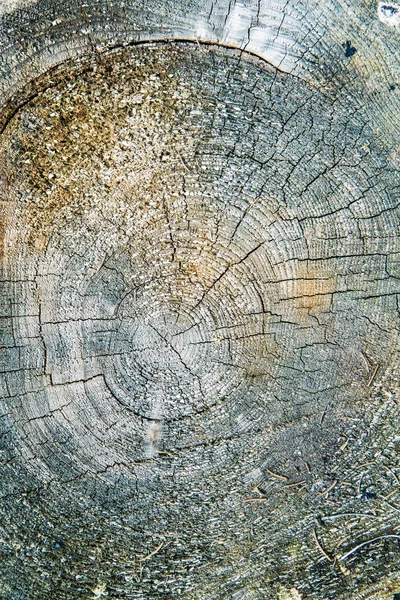 Tree table Stock Photos, Royalty Free Tree table Images | Depositphotos