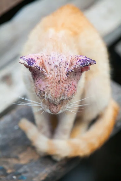 Sick cat with skin disease, close up. - Stock Image - Everypixel