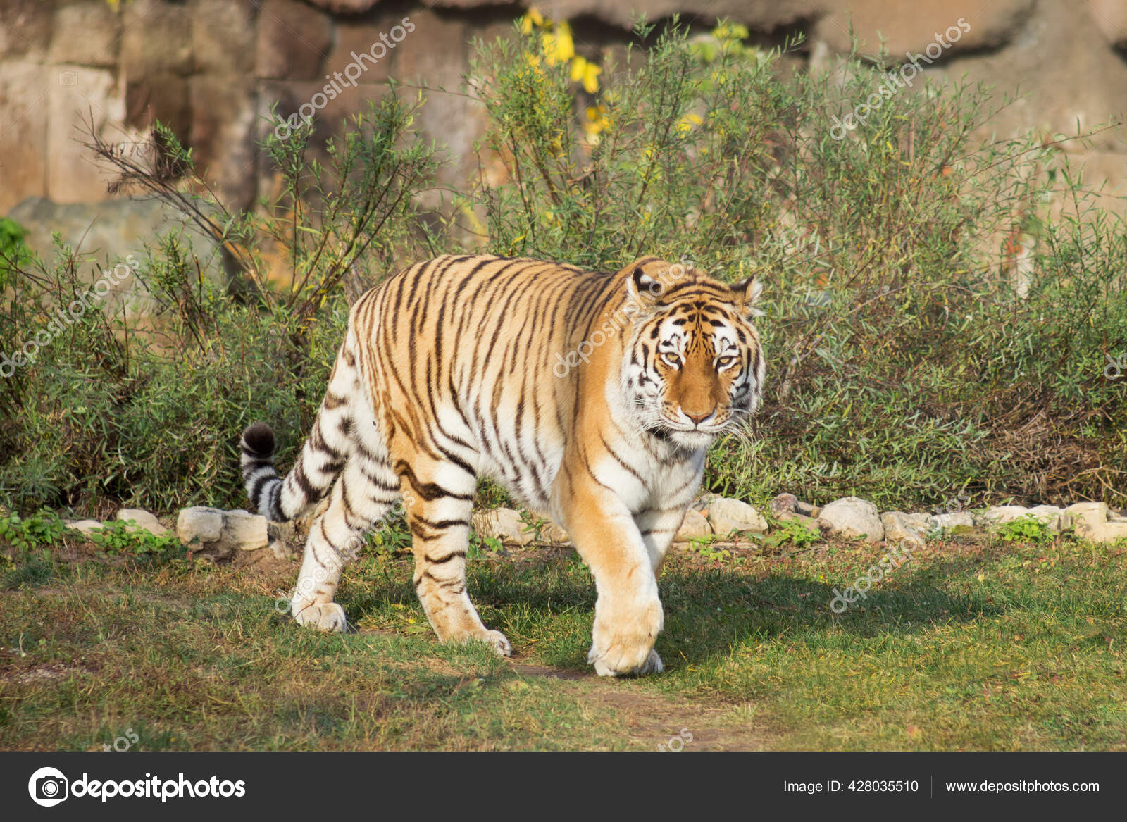 Tiger Walking Towards Camera