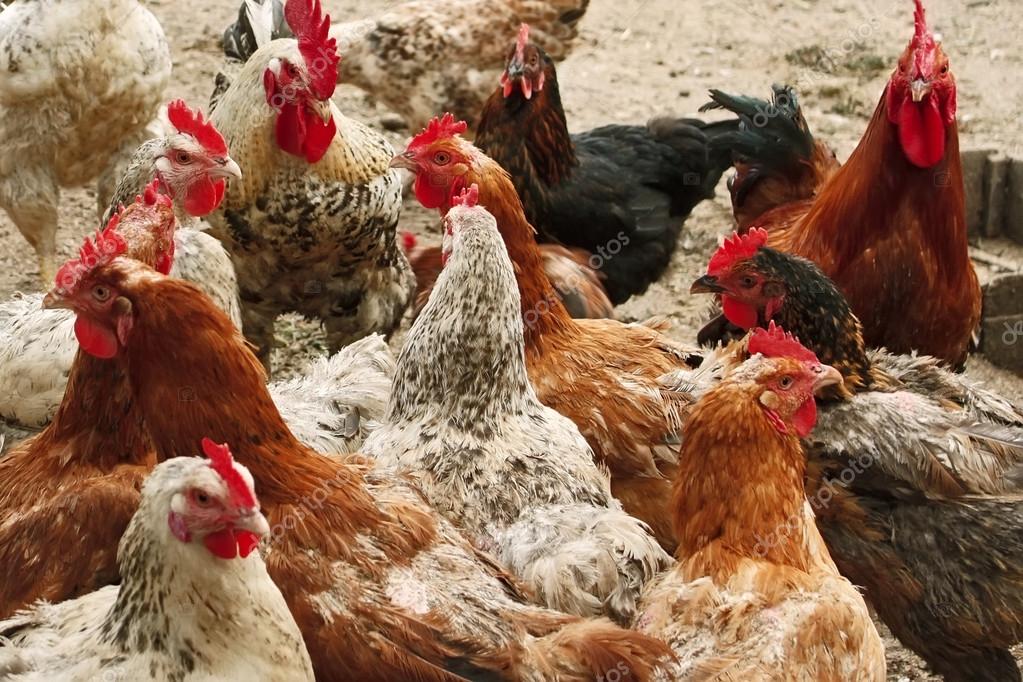Chickens of different breeds on the poultry yard — Stock Photo © Markit ...
