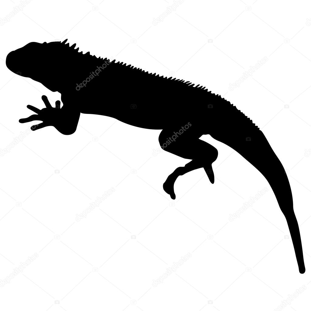 Lagarto es la silueta de goanna sobre un fondo blanco. Ilustración ...