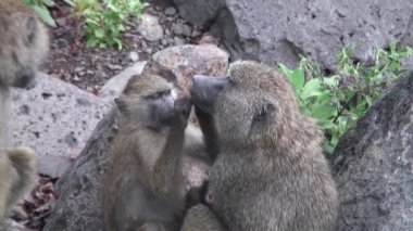 Animals Stock Videos, Royalty Free Animals Footages | Depositphotos®