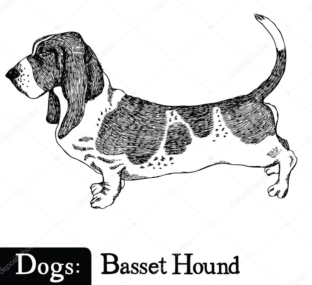 Dogs Sketch style Basset Hound Stock Vector by ©Nenilkime 106839690
