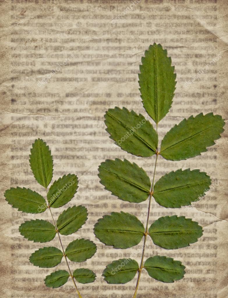 Old vintage newspaper background with dry plants — Stock Photo ...