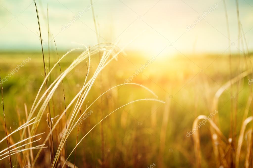 Beautiful summer landscape with grass in the field at sunset Stock ...