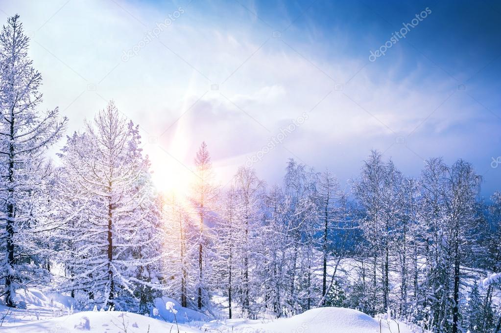 Beautiful Winter Forest
