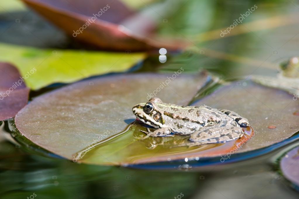 One frog close up view Stock Photo by ©klagyivik 110901360