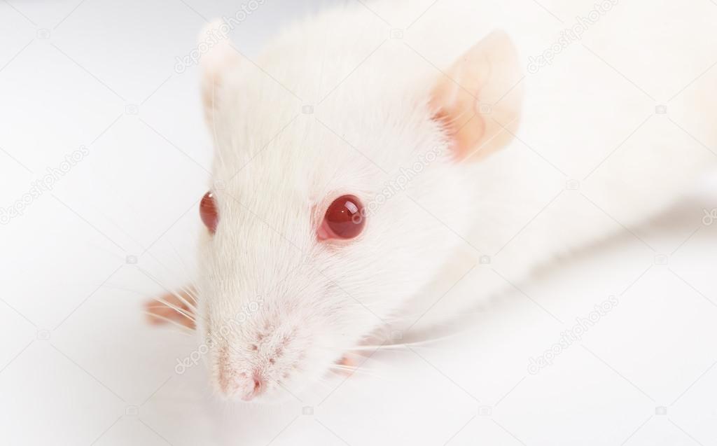 Adorable Lab Rat By