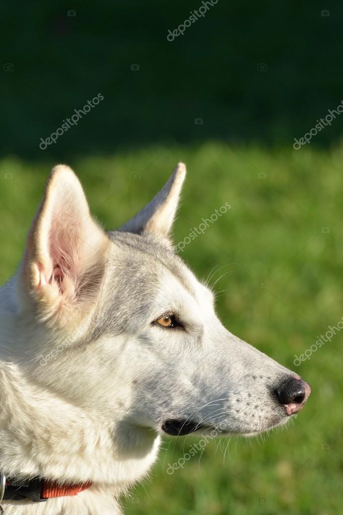 White Husky dog head Stock Photo by ©pauws99 56800475