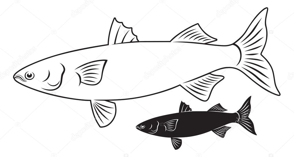 Sea fish mullet Stock Vector Image by ©kvasay #59256871
