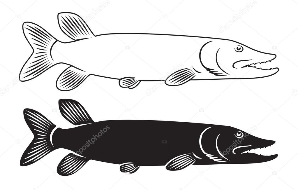 Outline pike fish ⬇ Vector Image by © kvasay | Vector Stock 69652071