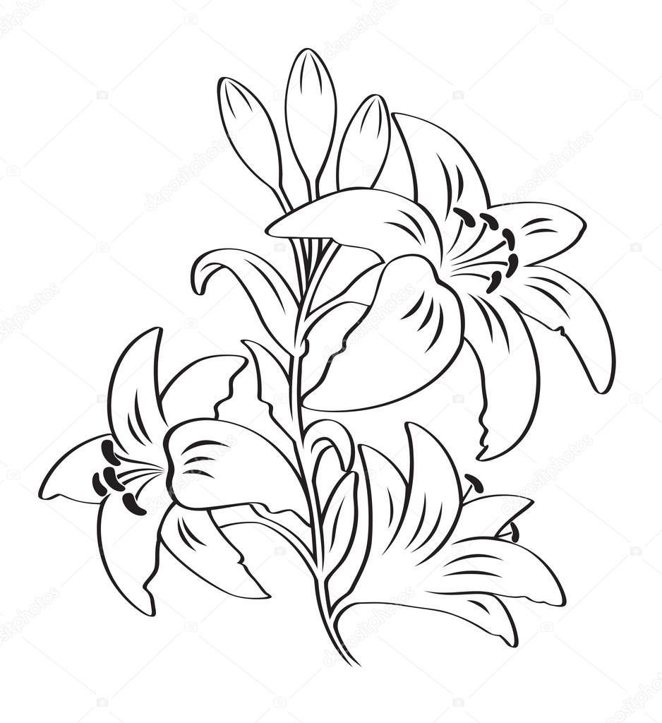 Silhouette of a lily flowers — Stock Vector © kvasay #74012307 Silhouette of a lily flowers — Stock Vector © kvasay #74012307