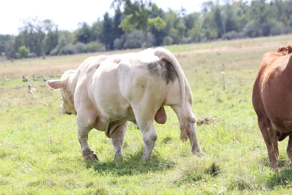 French simmental Stock Photos, Royalty Free French simmental Images ...