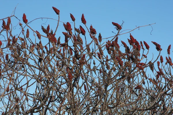 Staghorn Sumac - Stock Image - Everypixel