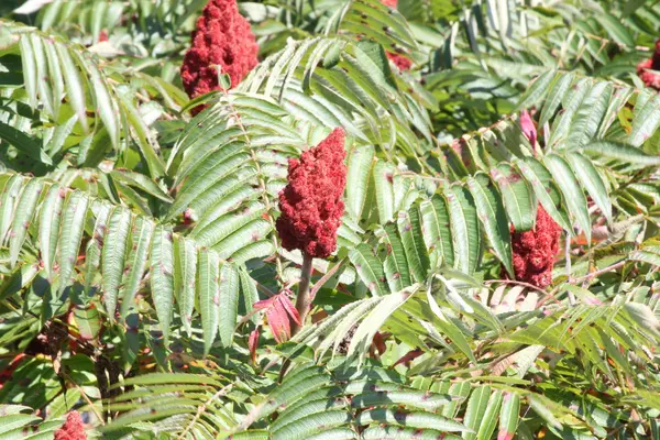 Sumac, Staghorn (Rhus typhina) Stock Photo by ©huggy1 117098144