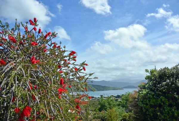 Koru symbol | Koru Tree Fern Symbol of New Zealand — Stock Photo ...