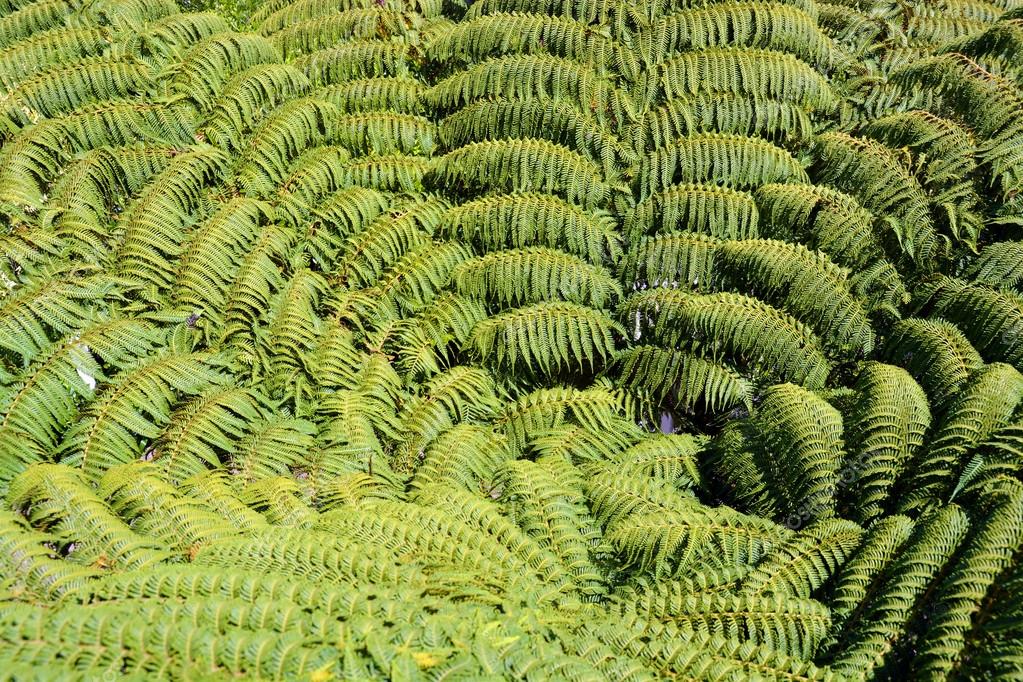 Giant Tree Fern Fronds of New Zealand Viewed from Above. Stock Photo by ...