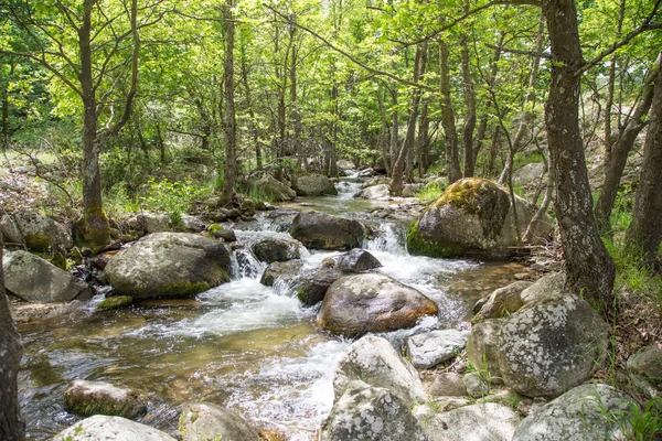 Nature landscape with trees and river - Stock Image - Everypixel