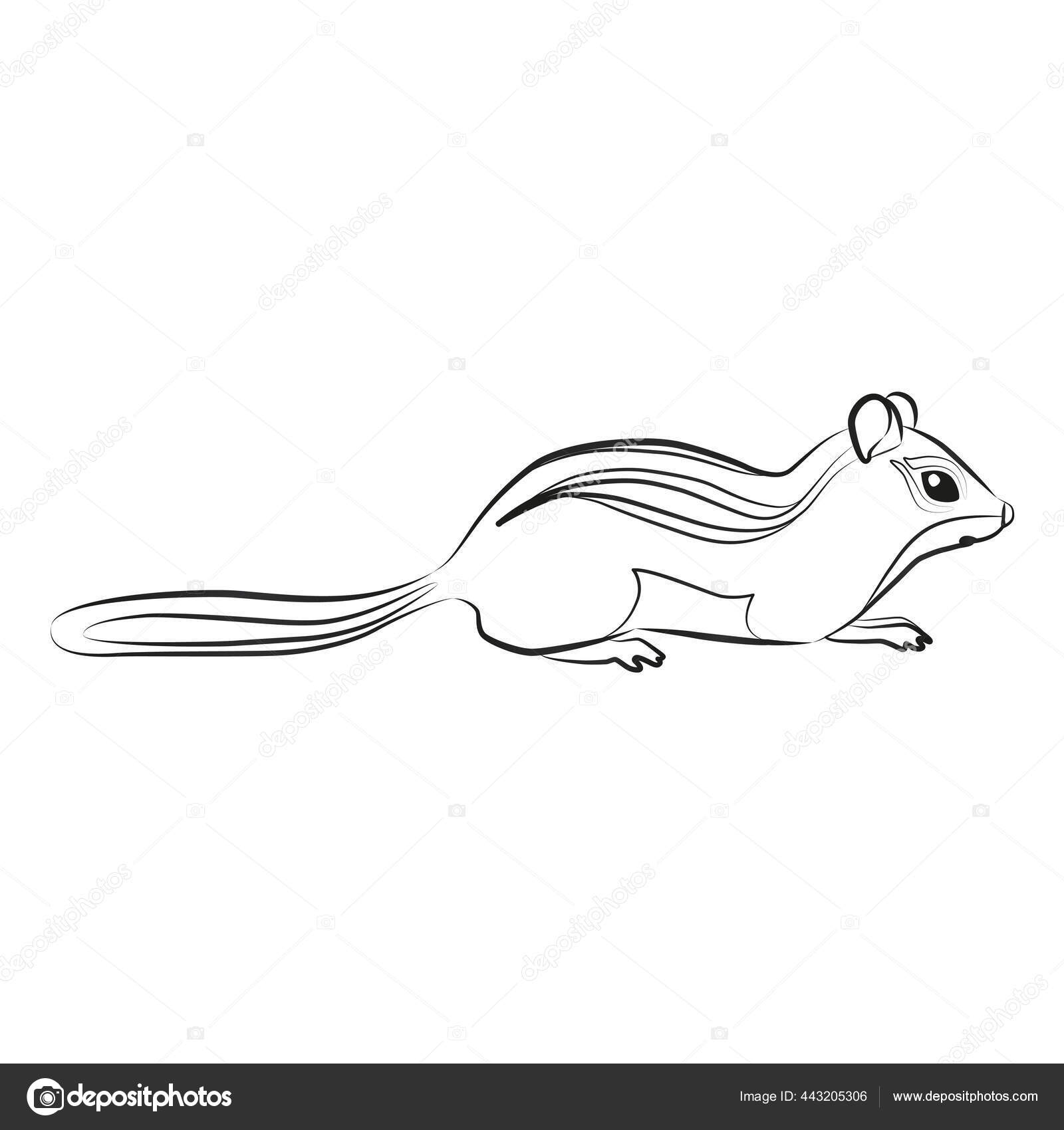 Chipmunk Outlined Silhouette Illustration Sitting Chipmunk Isolated ...