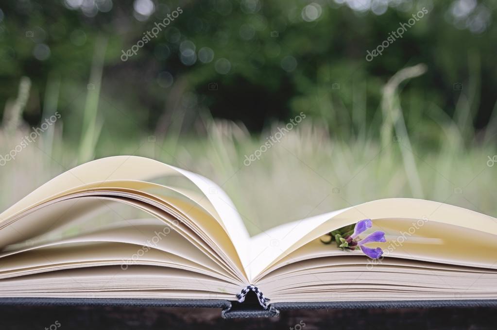 Opened book, blank pages — Stock Photo © Nevada31 #80308676