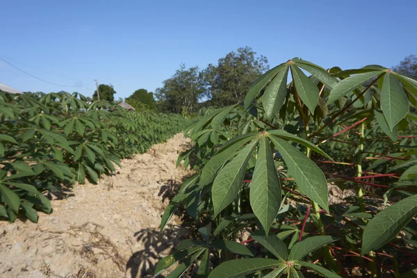 Tapioca plants Stock Photos, Royalty Free Tapioca plants Images ...