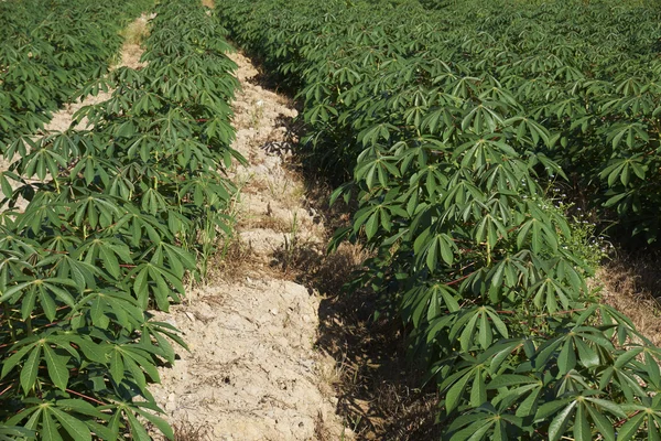 Tapioca plants Stock Photos, Royalty Free Tapioca plants Images ...