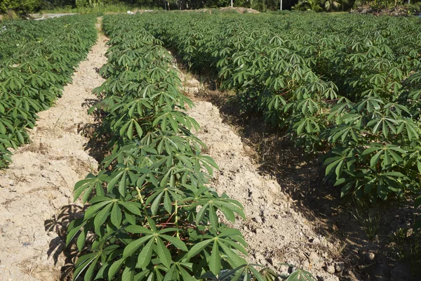 Tapioca plants Stock Photos, Royalty Free Tapioca plants Images ...