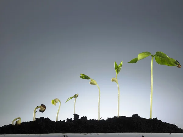 Plant growth process — Stock Photo © eskaylim #118700218