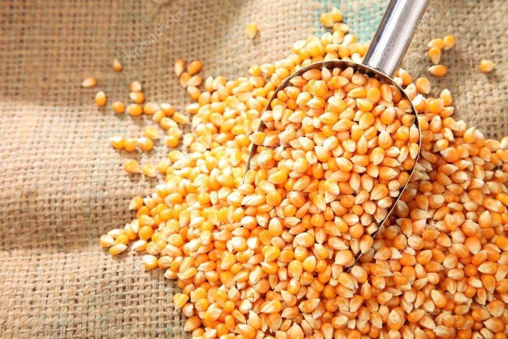 Yellow dry corn Stock Photo by ©eskaylim 93181162