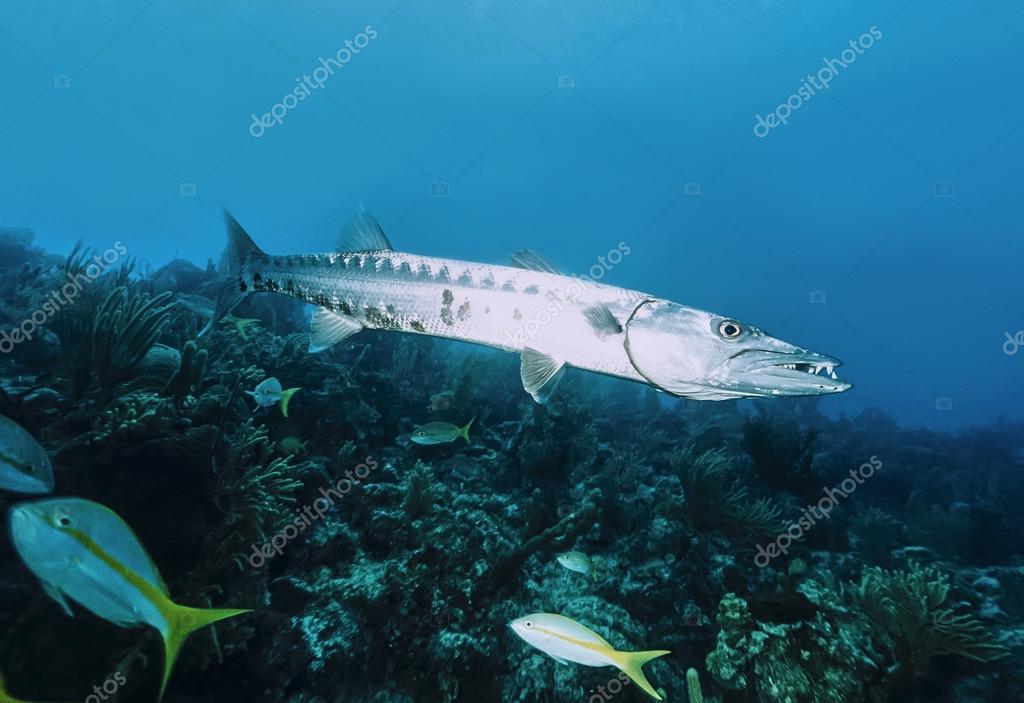 Mar Caribe, Cuba, U.W. foto, gran Barracuda (Sphyraena barracuda ...