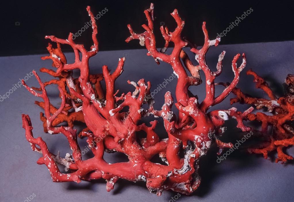 Red Coral Branch