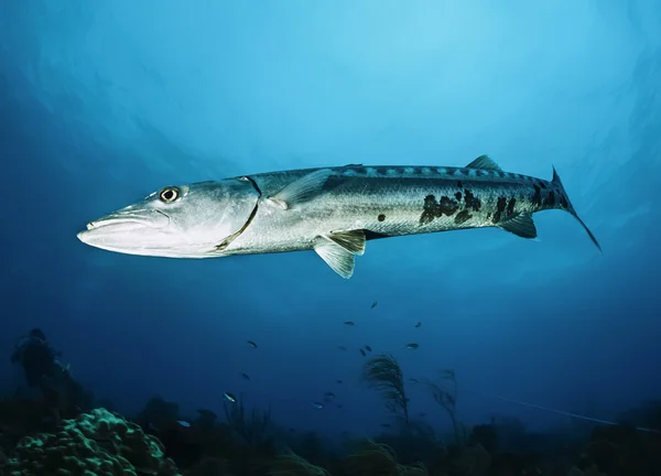 Great Barracuda Skeleton