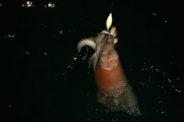 Humboldt squid Stock Photos, Royalty Free Humboldt squid Images ...