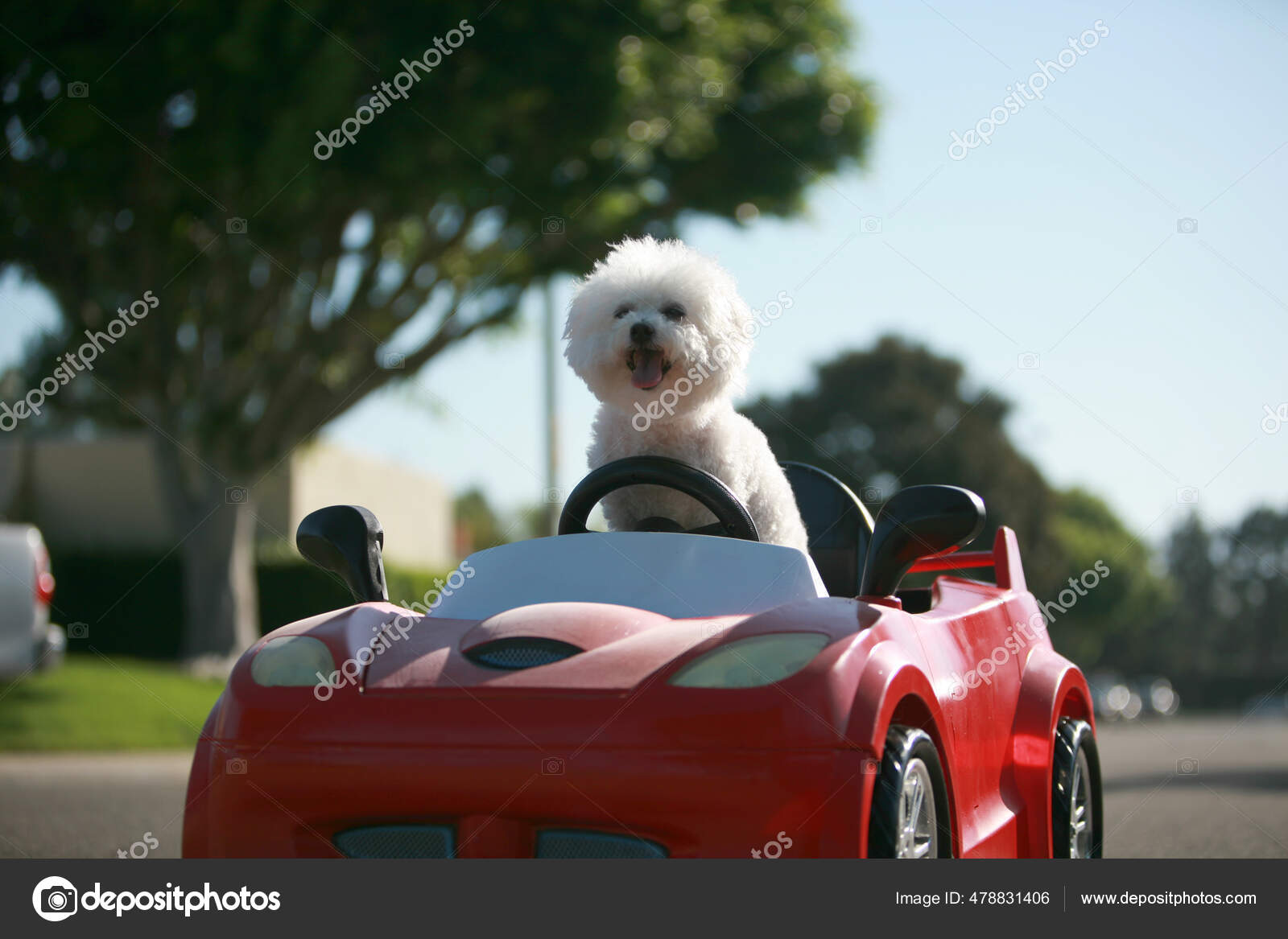 Happy Dog Car Bichon Frise Dog Enjoys Ride Pedal Car — Stock Photo ...