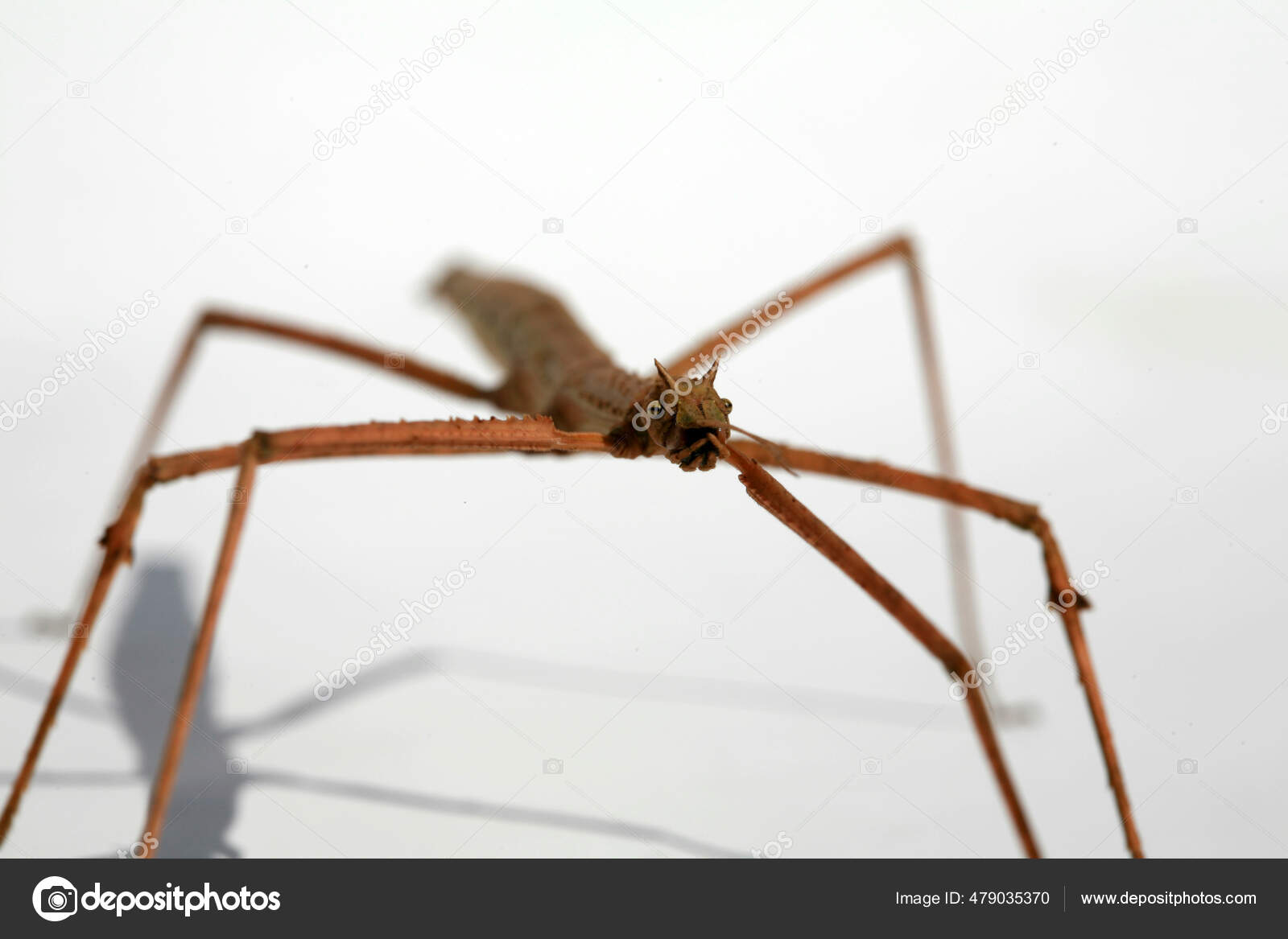 Walking Stick Insect Walking Stick Bug Walking Stick Insect Phasmids ...