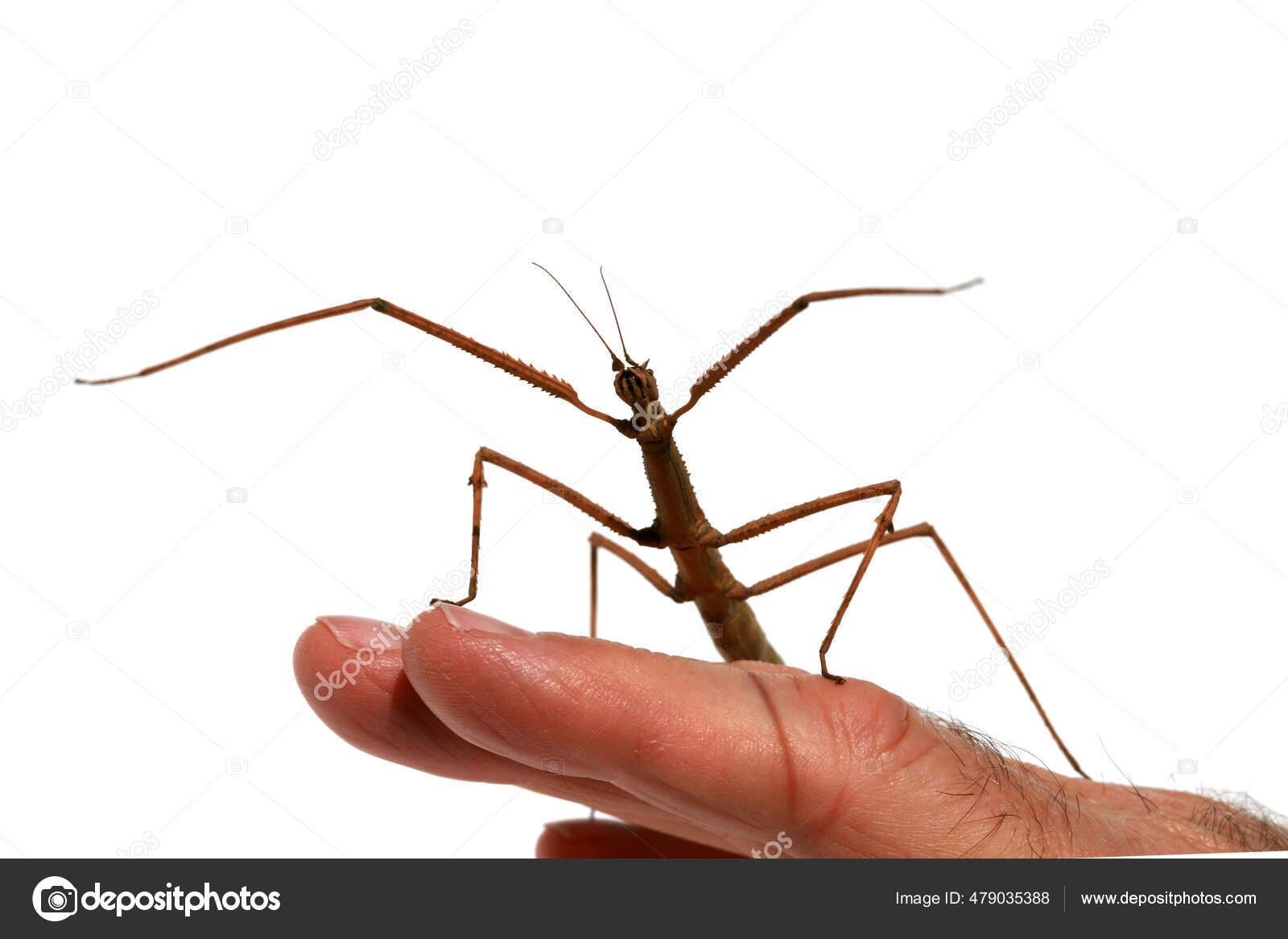 Walking Stick Insect Walking Stick Bug Walking Stick Insect Phasmids ...