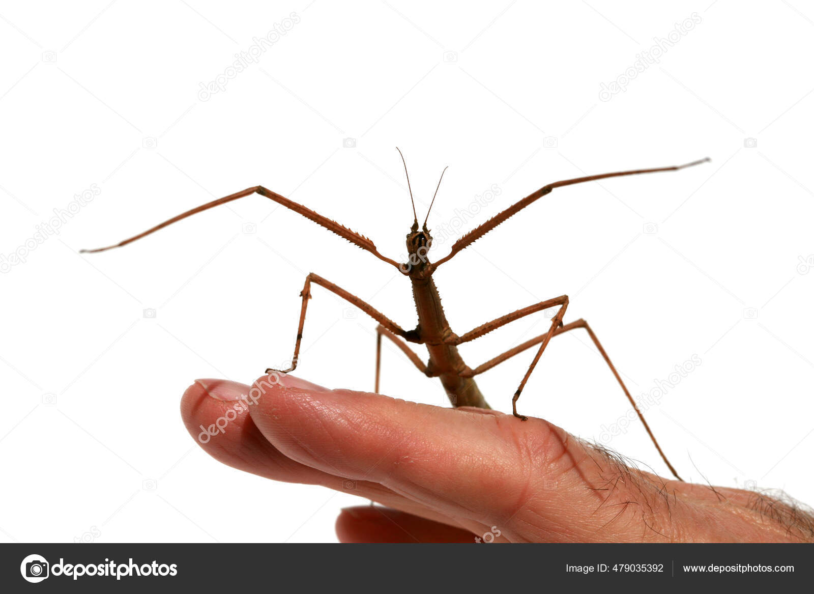Walking Stick Insect Walking Stick Bug Walking Stick Insect Phasmids ...