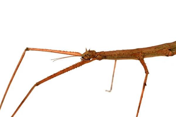 Walking Stick Insect Walking Stick Bug Walking Stick Insect Phasmids ...