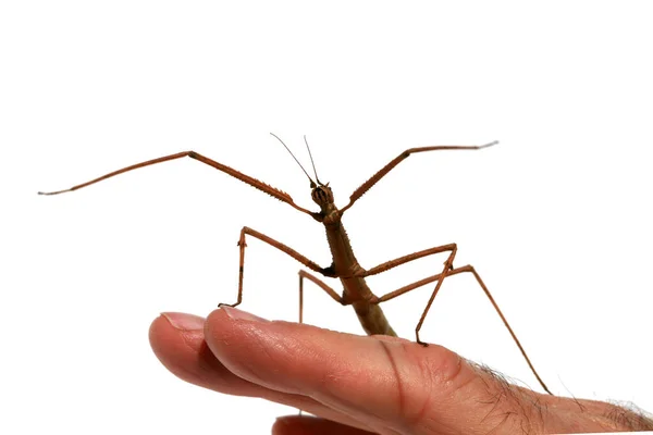 Walking Stick Insect Walking Stick Bug Walking Stick Insect Phasmids ...
