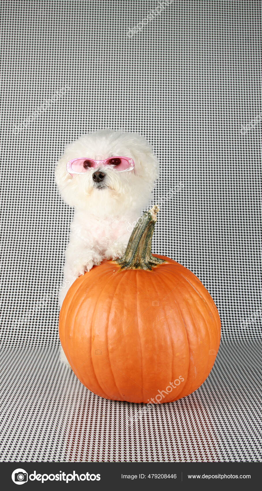 Bichon Frise Halloween Purebred Bichon Frise Puppy Her Orange Pumpkin ...