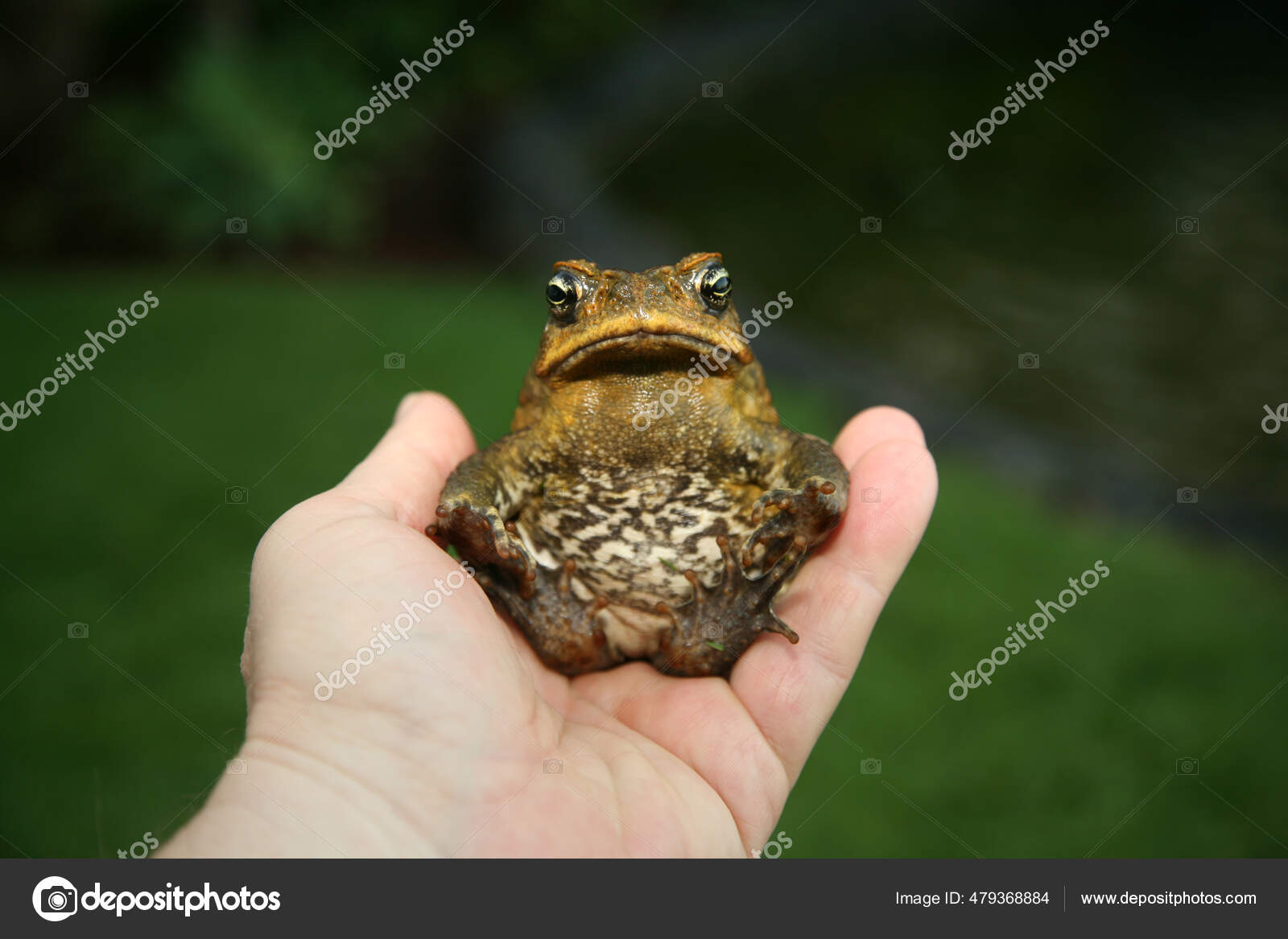 Giant Japanese Mountain Toad