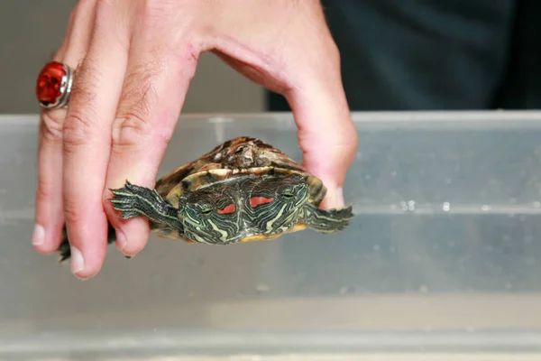 Siamese twins Stock Photos, Royalty Free Siamese twins Images ...