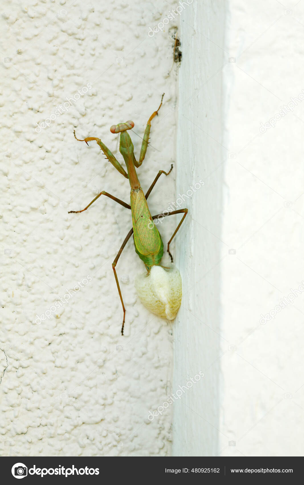Praying Mantis Laying Eggs