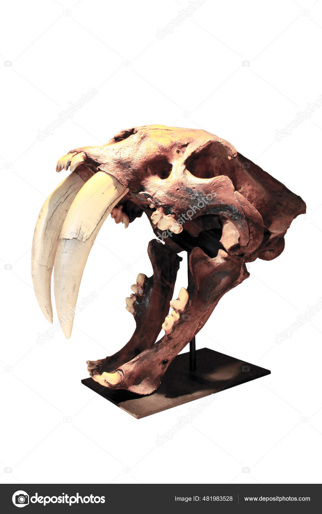 Saber Tooth Tiger Skull Side View